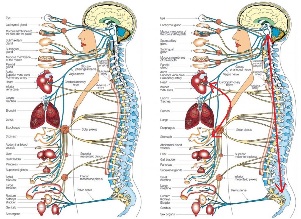 Të njohim njeriun, vetveten anatomike, perfeksionin e qenies, misterin ...