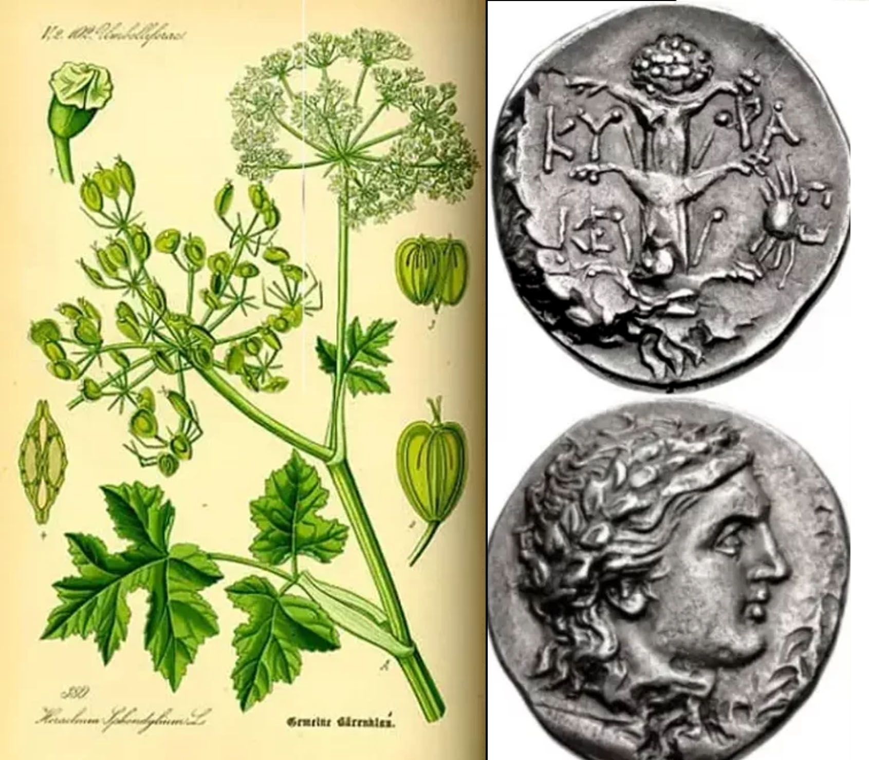 Silfiumi, bima kontraceptive që u përdor deri në zhdukje nga grekët dhe ...